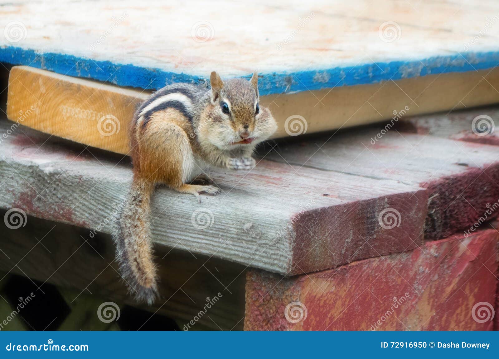 Chipmunk eating peanuts stock photo. Image of america - 72916950