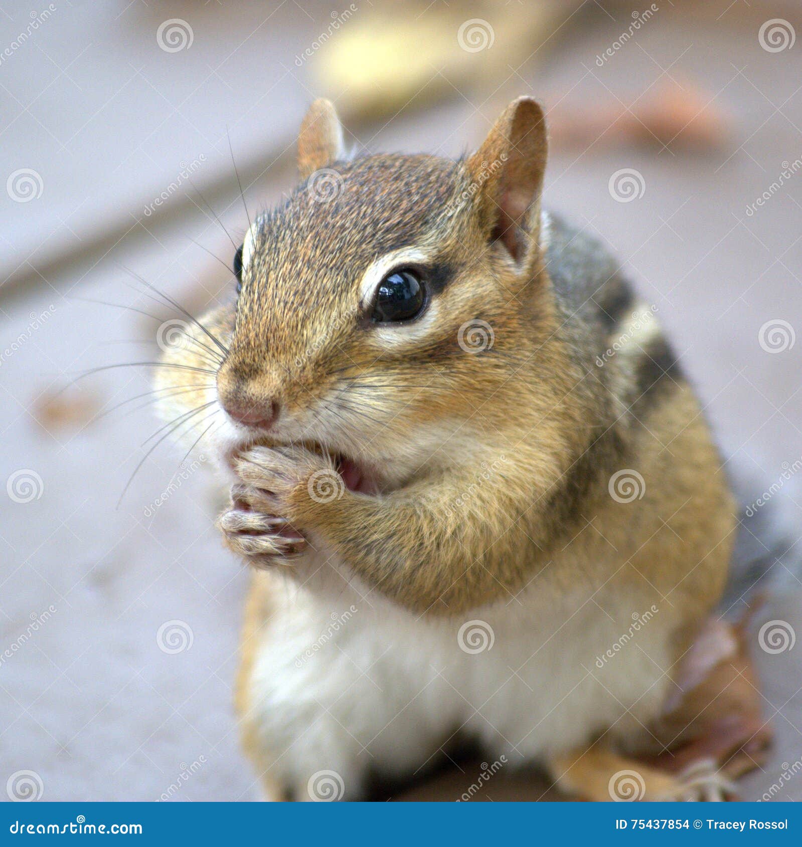Chipmunk stock photo. Image of canada, chipmunk, chewing - 75437854