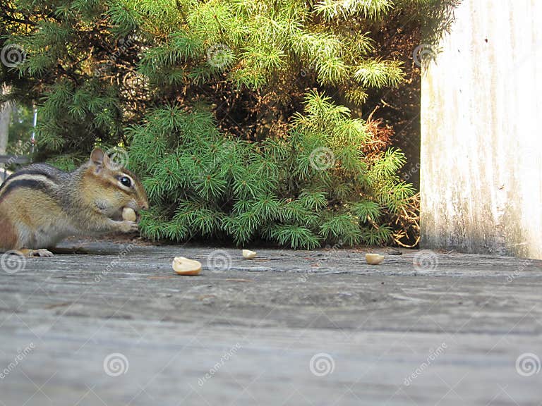 Chipmunk Eating stock image. Image of chipmunkeating - 58384883