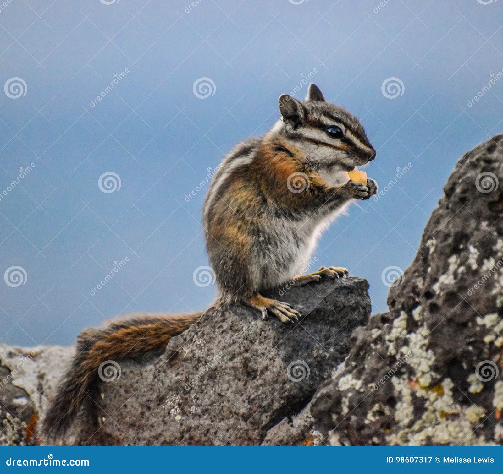 Chipmunk eating stock image. Image of peanuts, nature - 98607317
