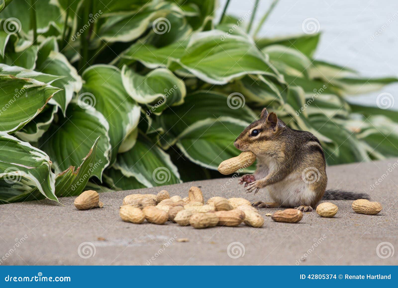 Chipmunk eating peanuts stock photo. Image of small, rodent - 42805374