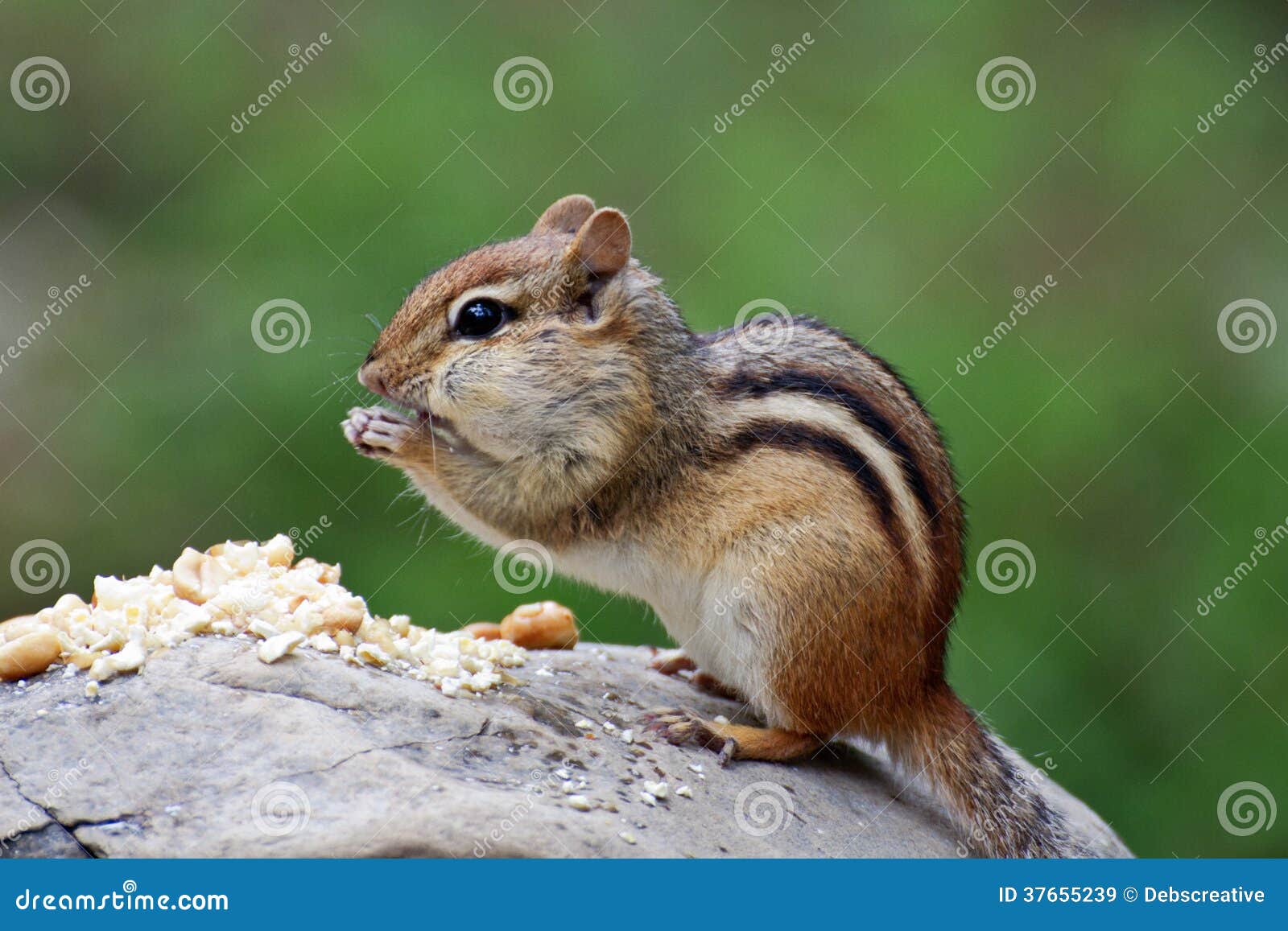 Chipmunk eating a peanuts stock image. Image of brown - 37655239