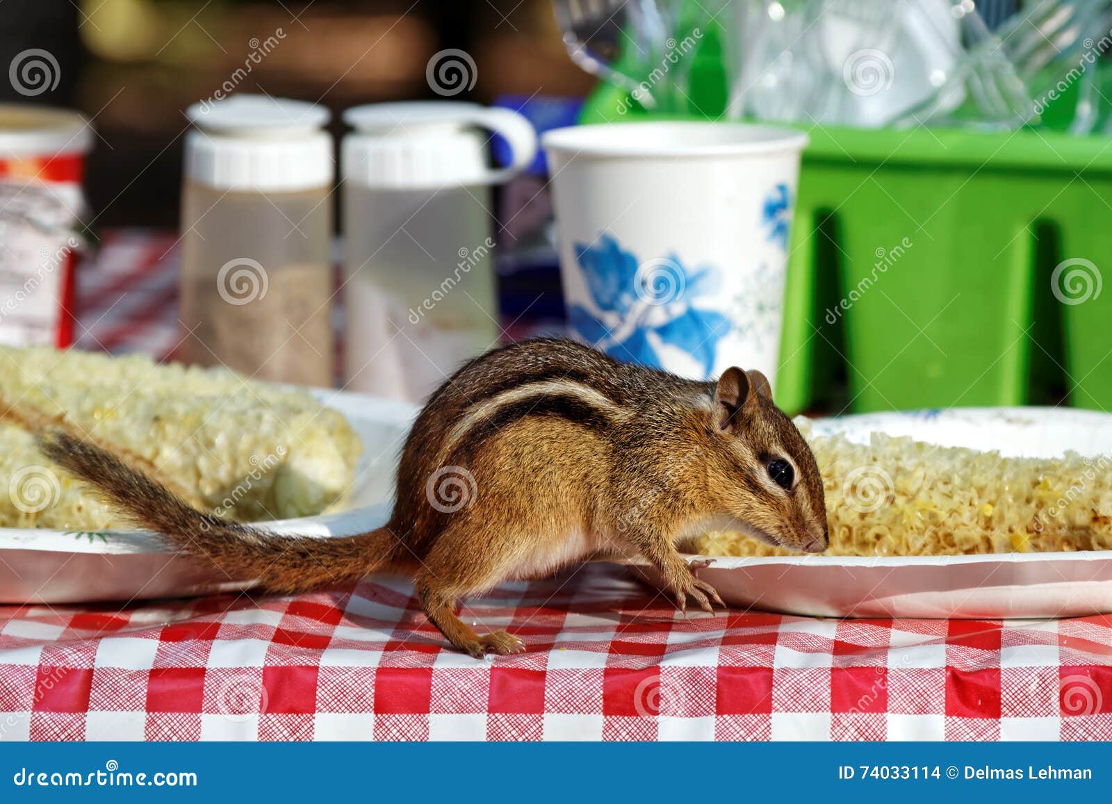 Chipmunk Eating on Picnic Table Stock Photo - Image of outdoors, corn ...