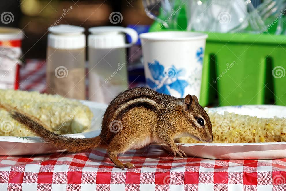 Chipmunk Eating on Picnic Table Stock Photo - Image of outdoors, corn ...