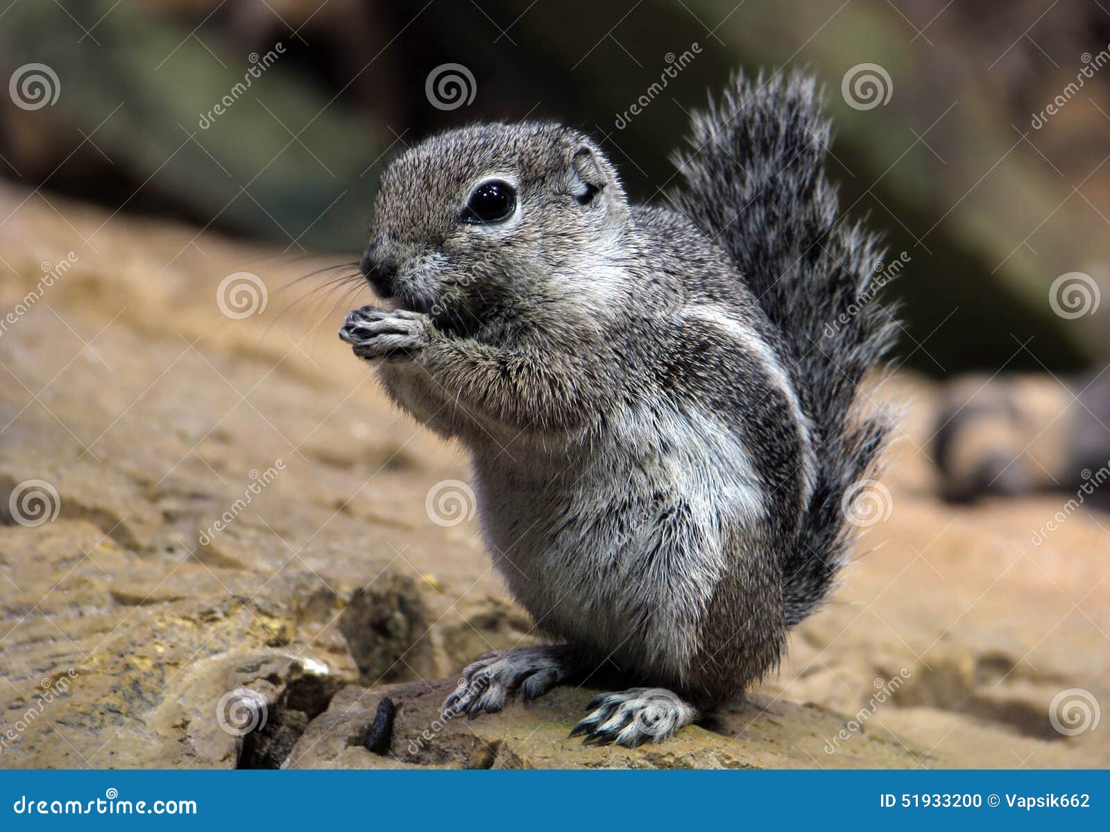 Chipmunk. stock photo. Image of claw, black, habitat - 51933200