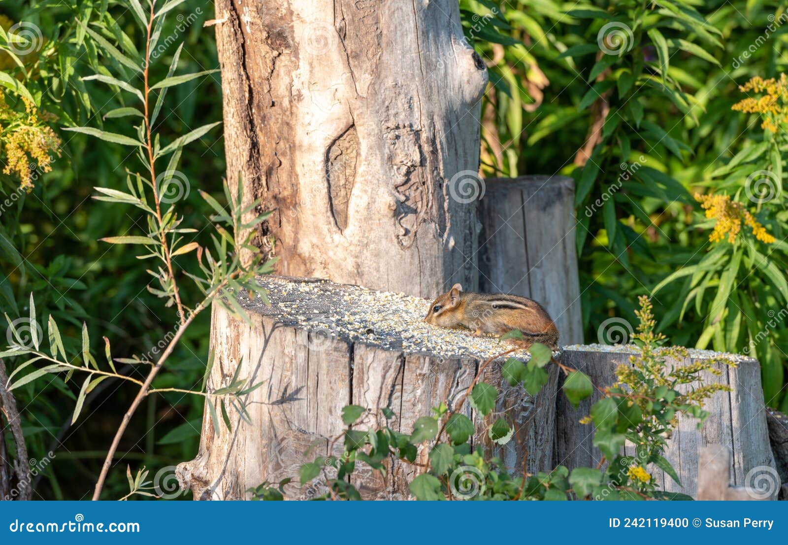 Chipmunk Eating Seeds on a Tree Stump in the Park Stock Photo - Image ...
