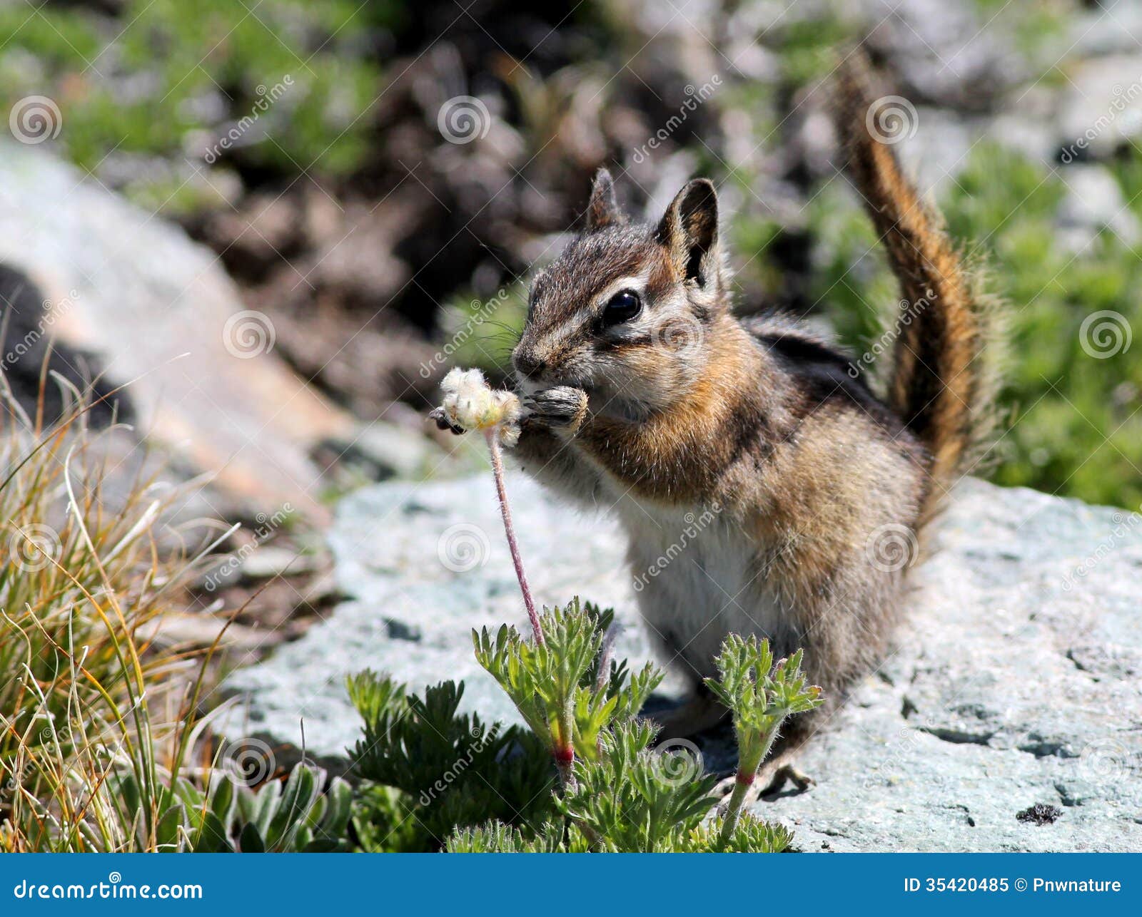 Chipmunk Eating Seeds stock image. Image of mountain - 35420485