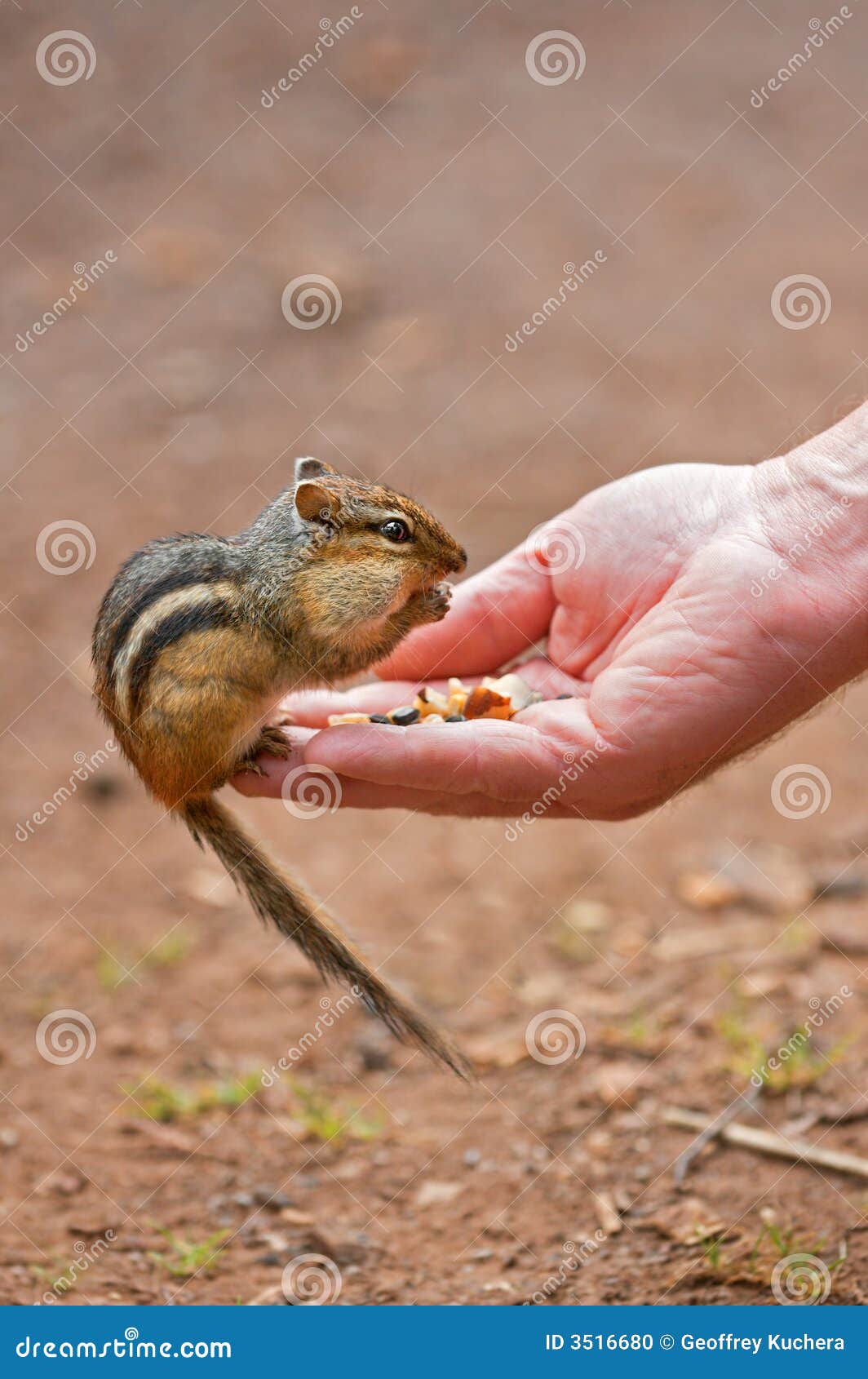 Chipmunk Eating Side View stock photo. Image of nature - 3516680