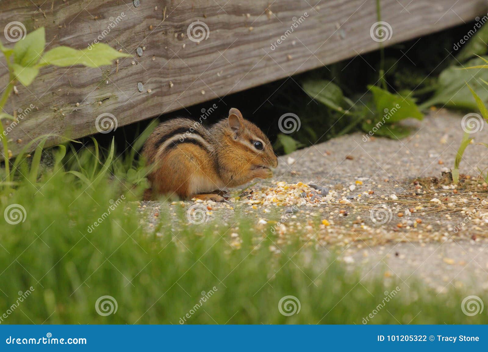 Chipmunk having a snack stock photo. Image of seed, wild - 101205322