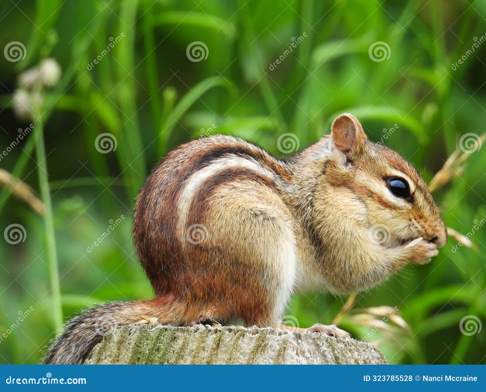 Chipmunk Eating Wild Fieldgrass Seeds in the FingerLakes NYS Stock ...