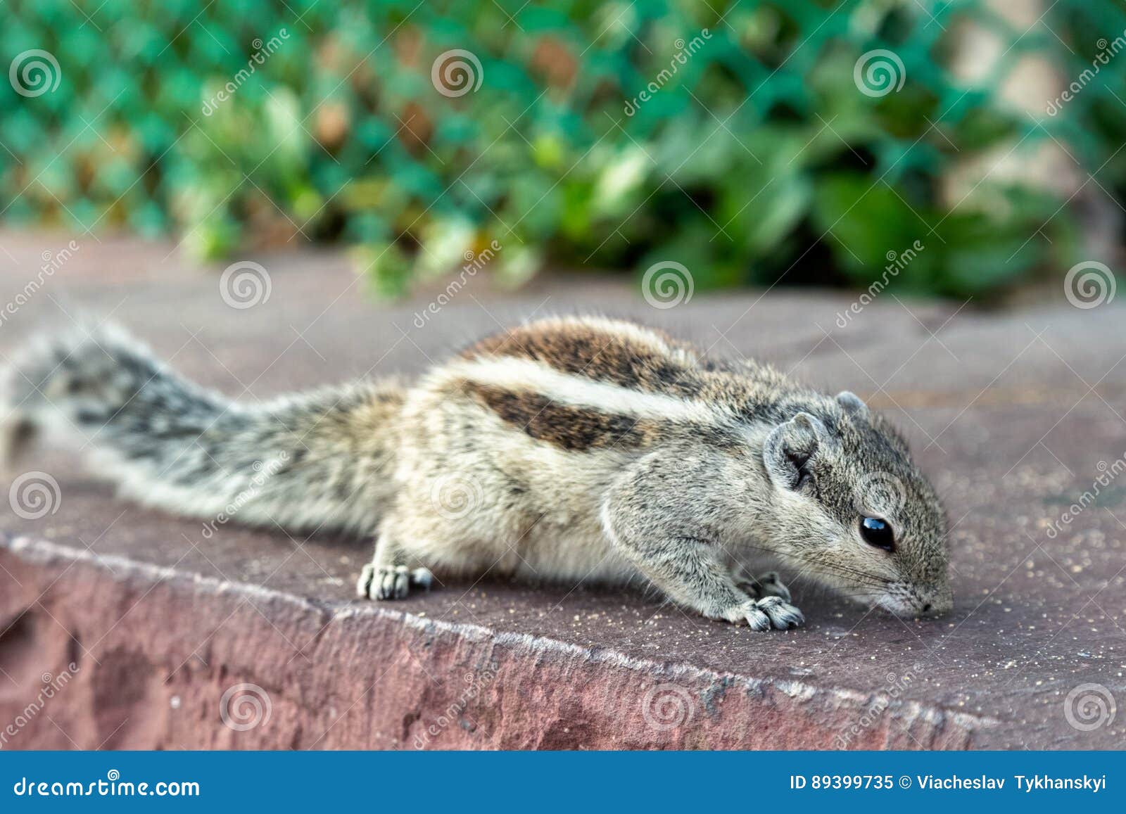 Chipmunk Eats from Human`s Hand Stock Image - Image of alone, funny ...