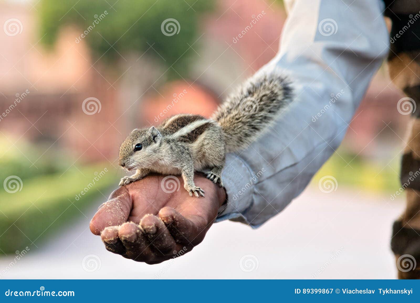 Chipmunk Eats from Human`s Hand Stock Image - Image of eating, cute ...