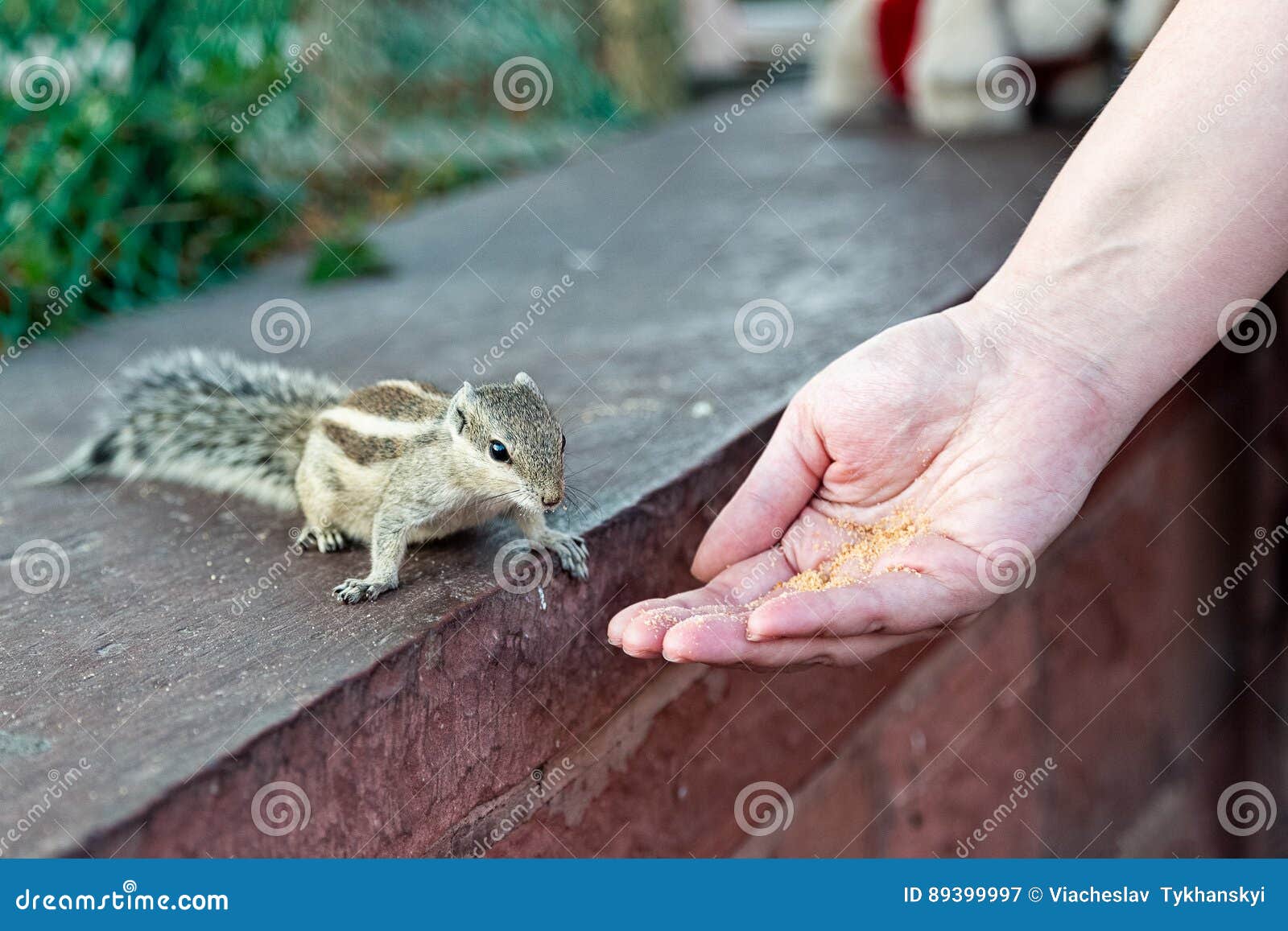 Chipmunk Eats from Human`s Hand Stock Image - Image of eating, fauna ...