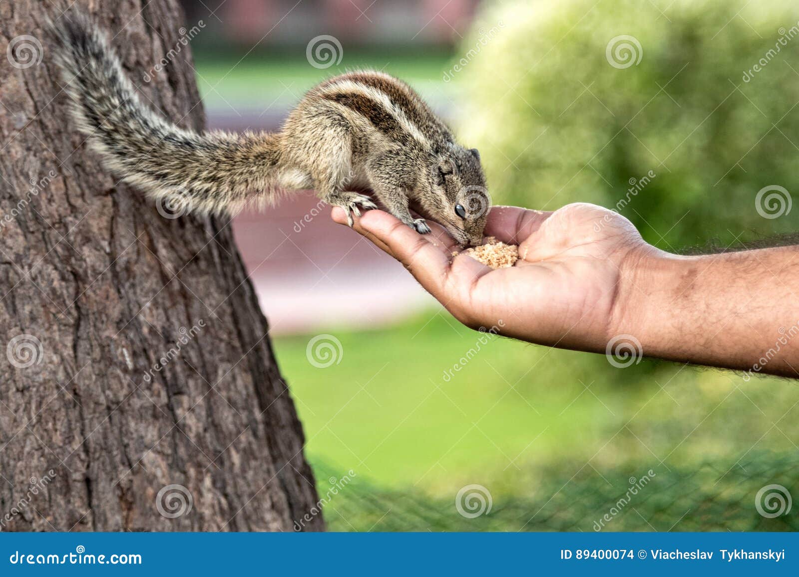 Chipmunk Eats from Human`s Hand Stock Photo - Image of clever, furry ...