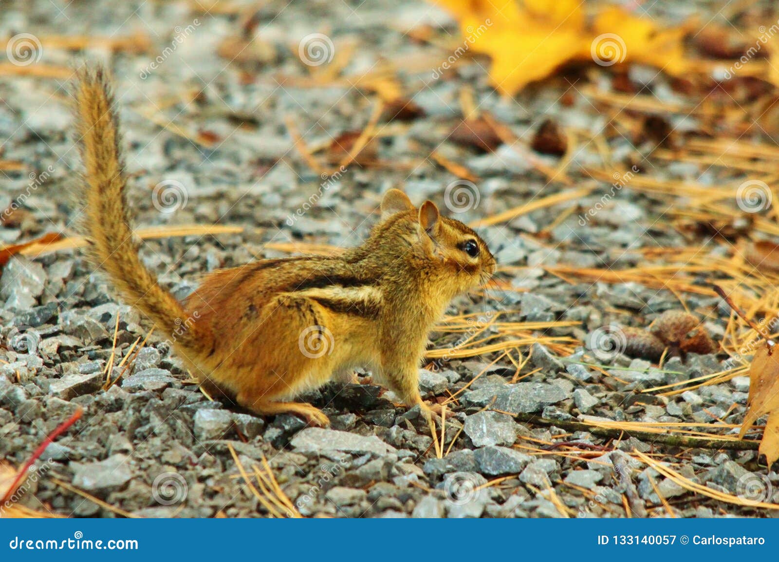 Chipmunk in fall stock image. Image of wildlife, fall - 133140057
