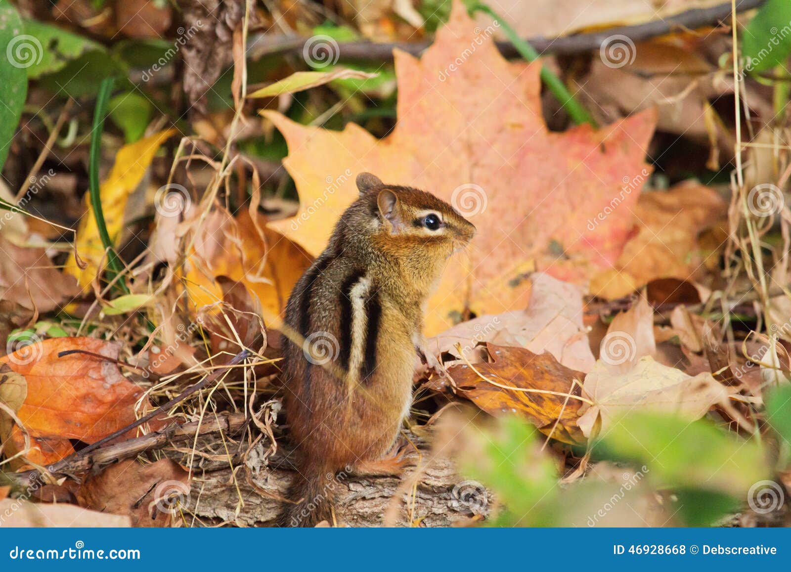 Chipmunk in the fall stock photo. Image of natural, orange - 46928668