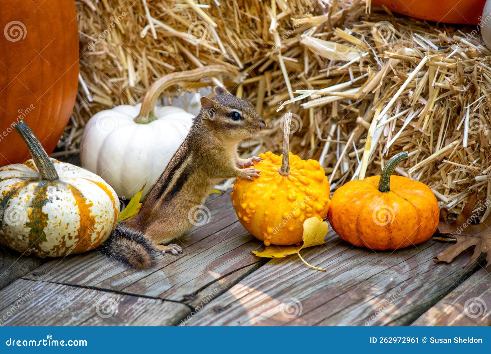 Chipmunk in Fall Still Life Stock Image - Image of nature, halloween ...