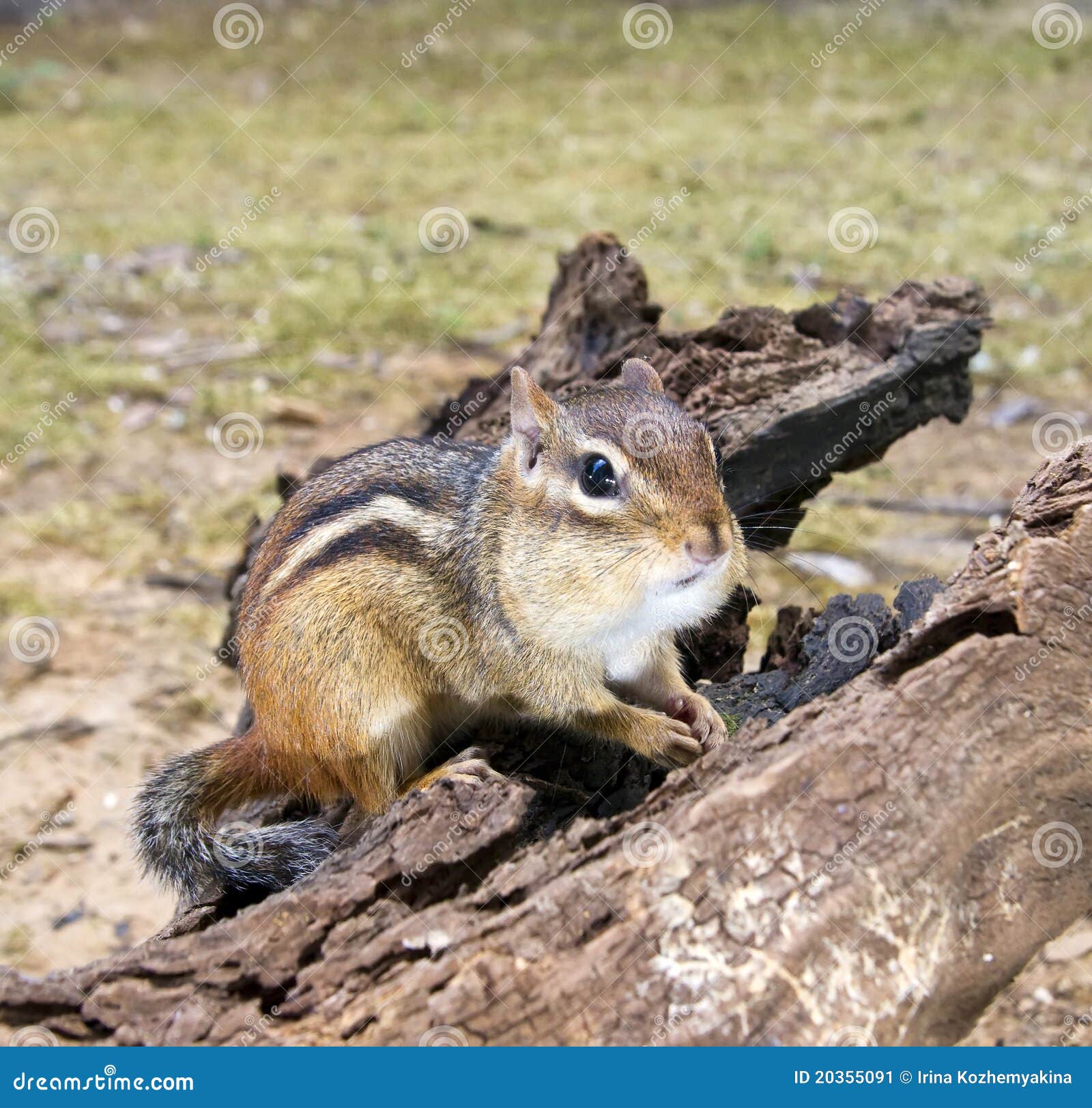 Chipmunk with Fat Cheeks on Driftwood Stock Image - Image of small ...
