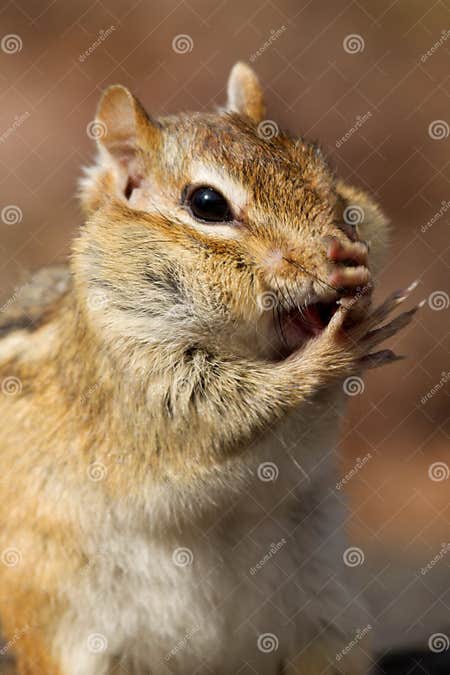 Chipmunk Filling His Cheeks. Stock Image - Image of cheeks, backyard ...