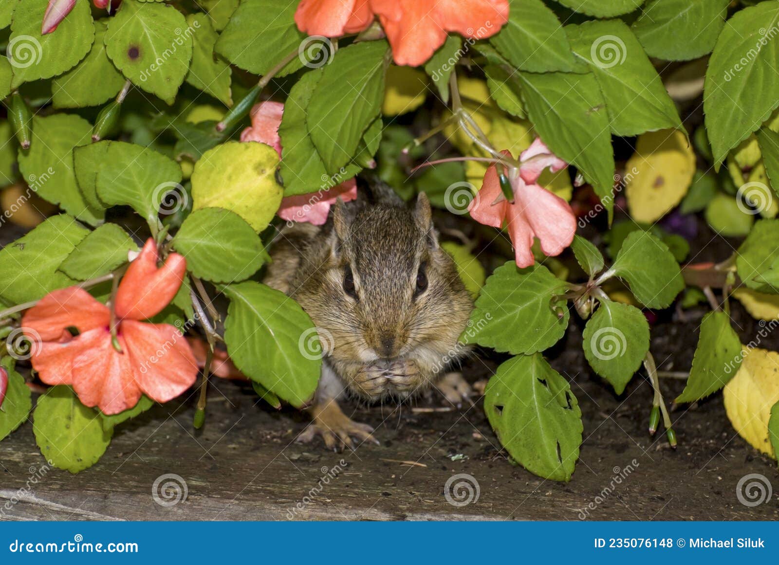 Chipmunk in the flower bed stock photo. Image of wild - 235076148