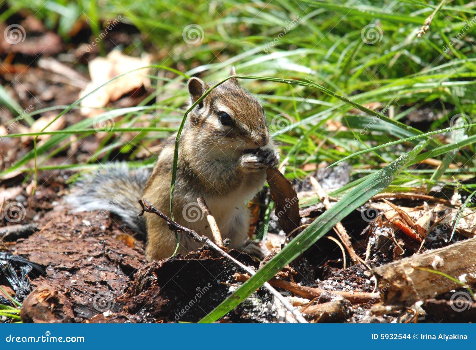 Chipmunk with food stock photo. Image of food, chipmunk - 5932544