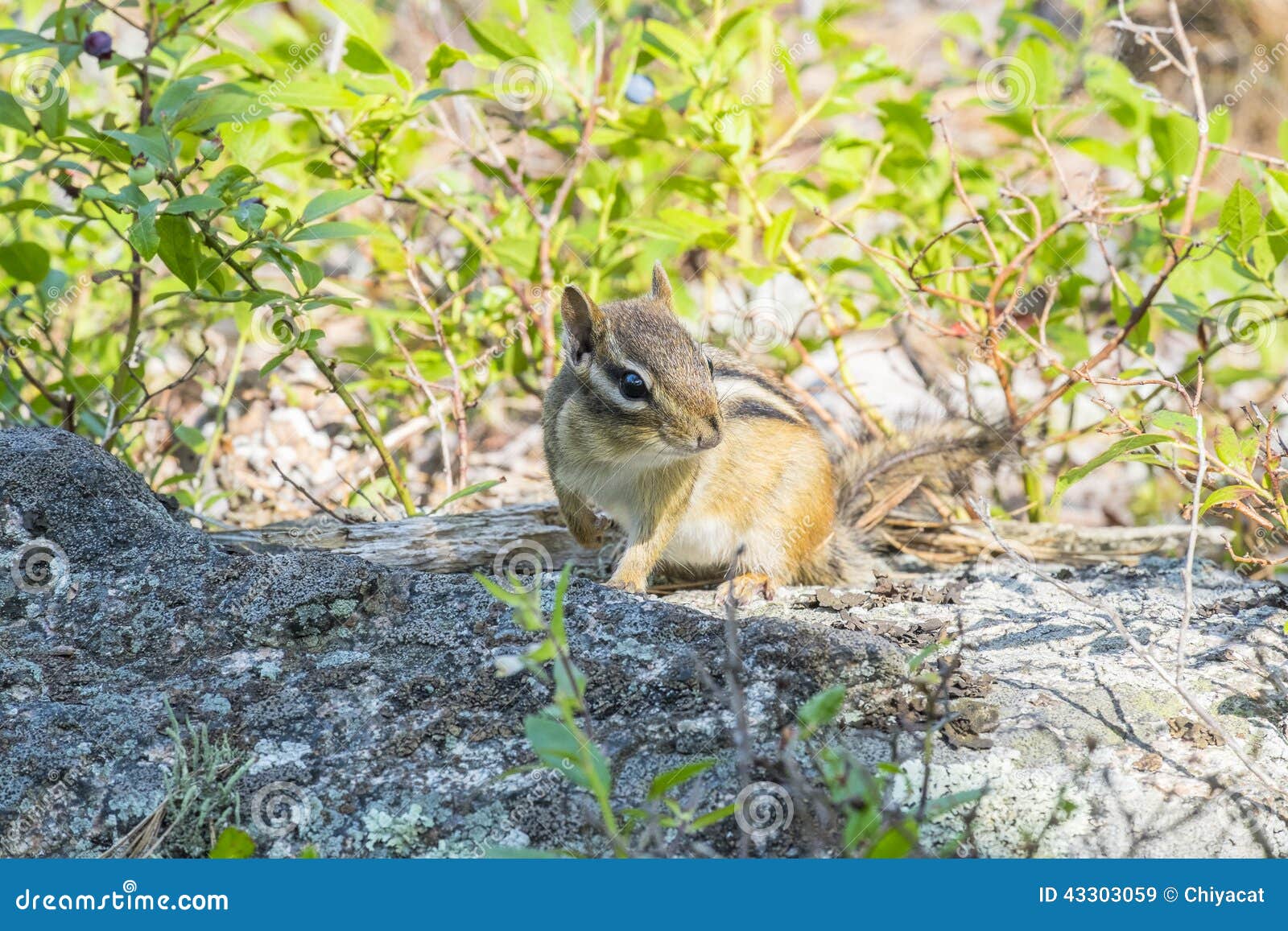 Chipmunk Foraging stock image. Image of posing, close - 43303059