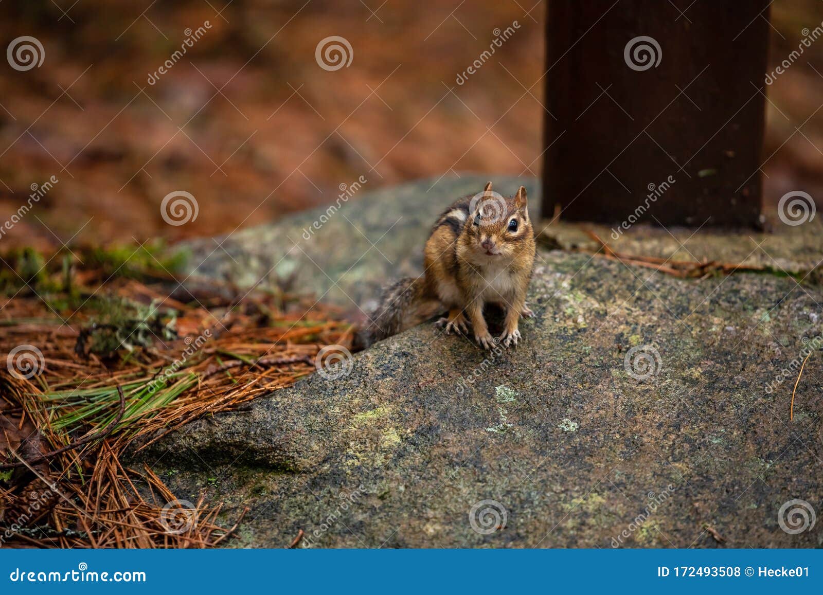 Chipmunk in the Forest stock photo. Image of squirrel - 172493508