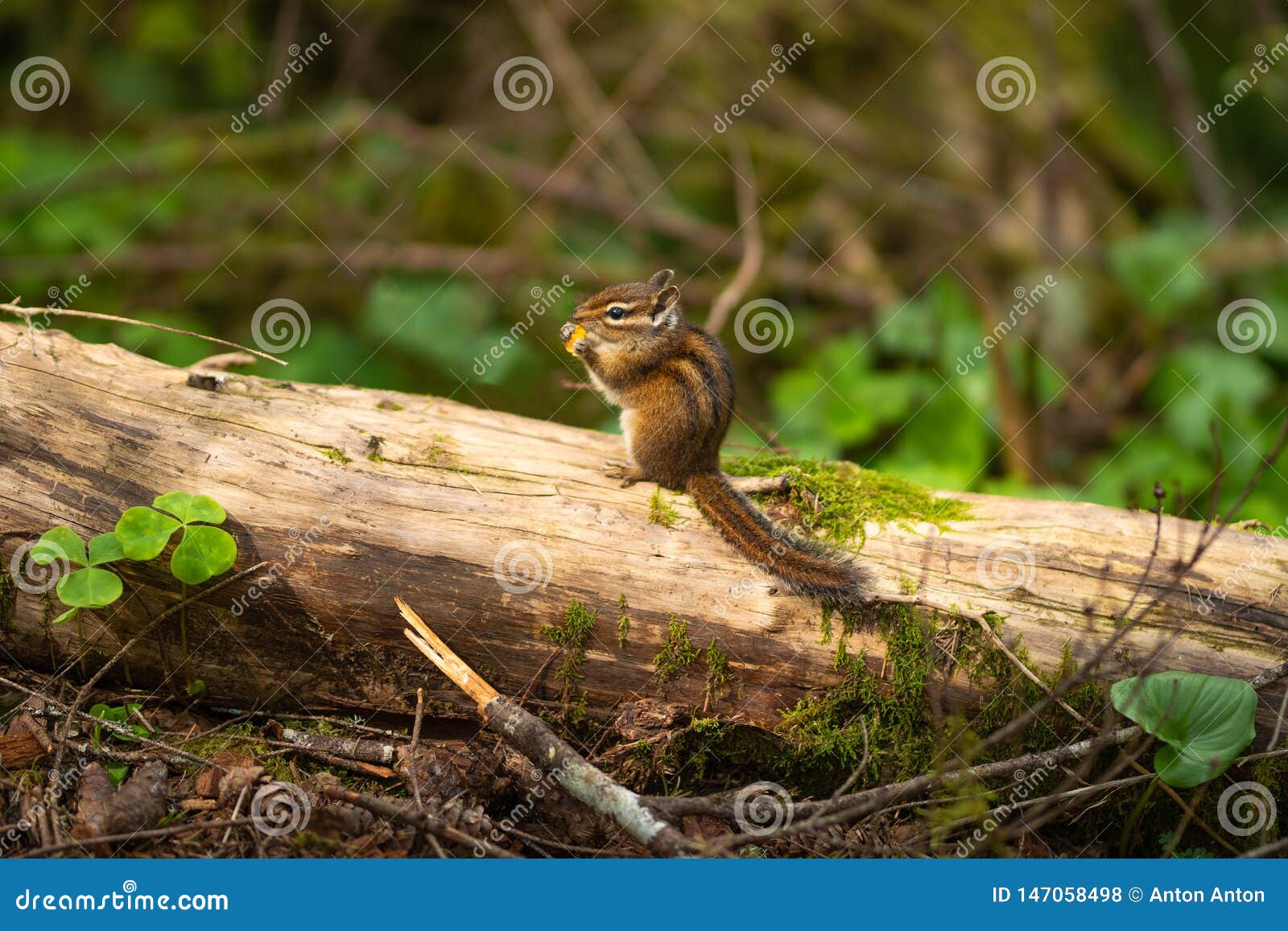 Chipmunk in the Forest Eating Stock Photo - Image of peanuts, sitting ...