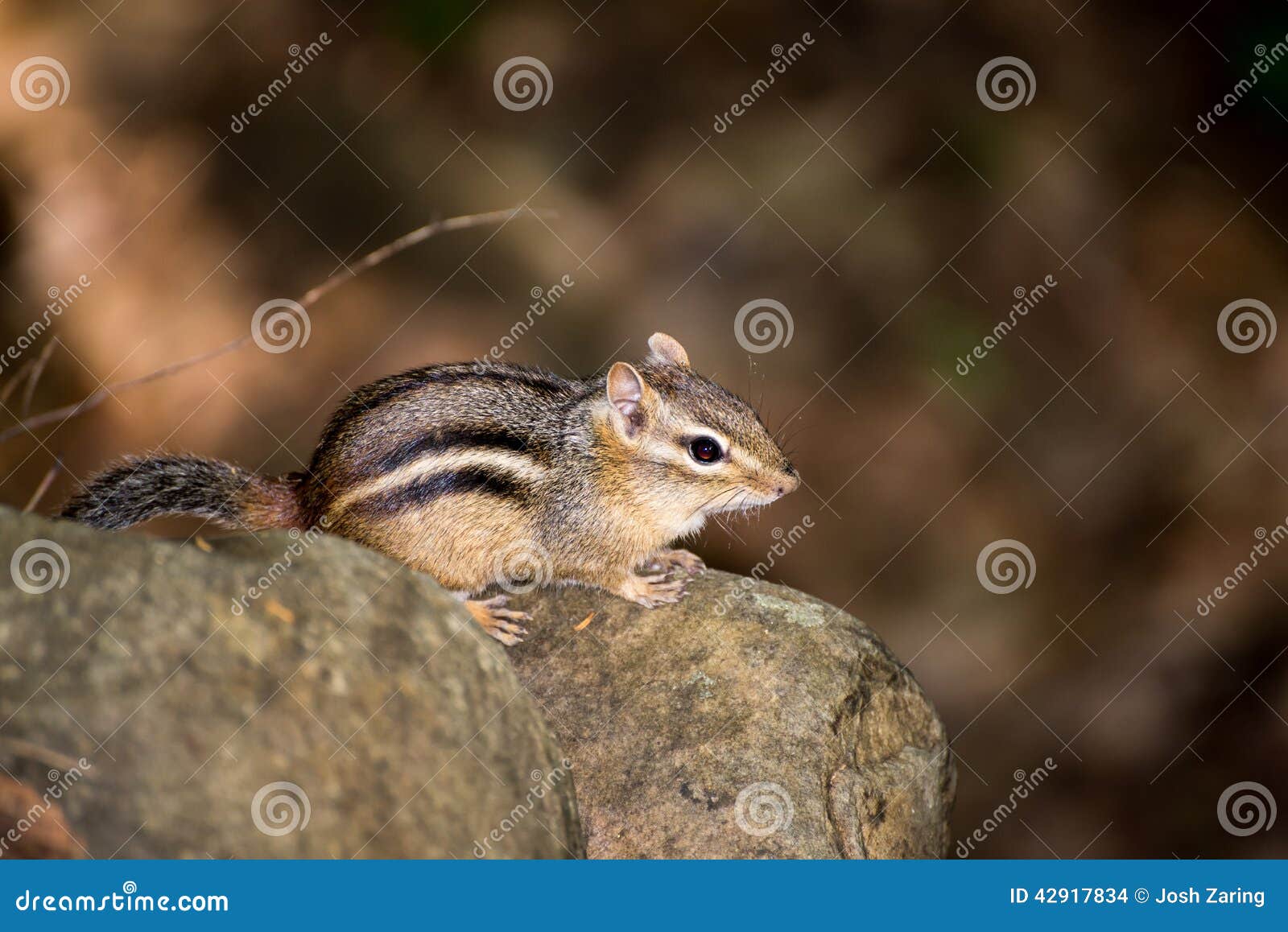 Chipmunk stock photo. Image of forest, nature, brown - 42917834
