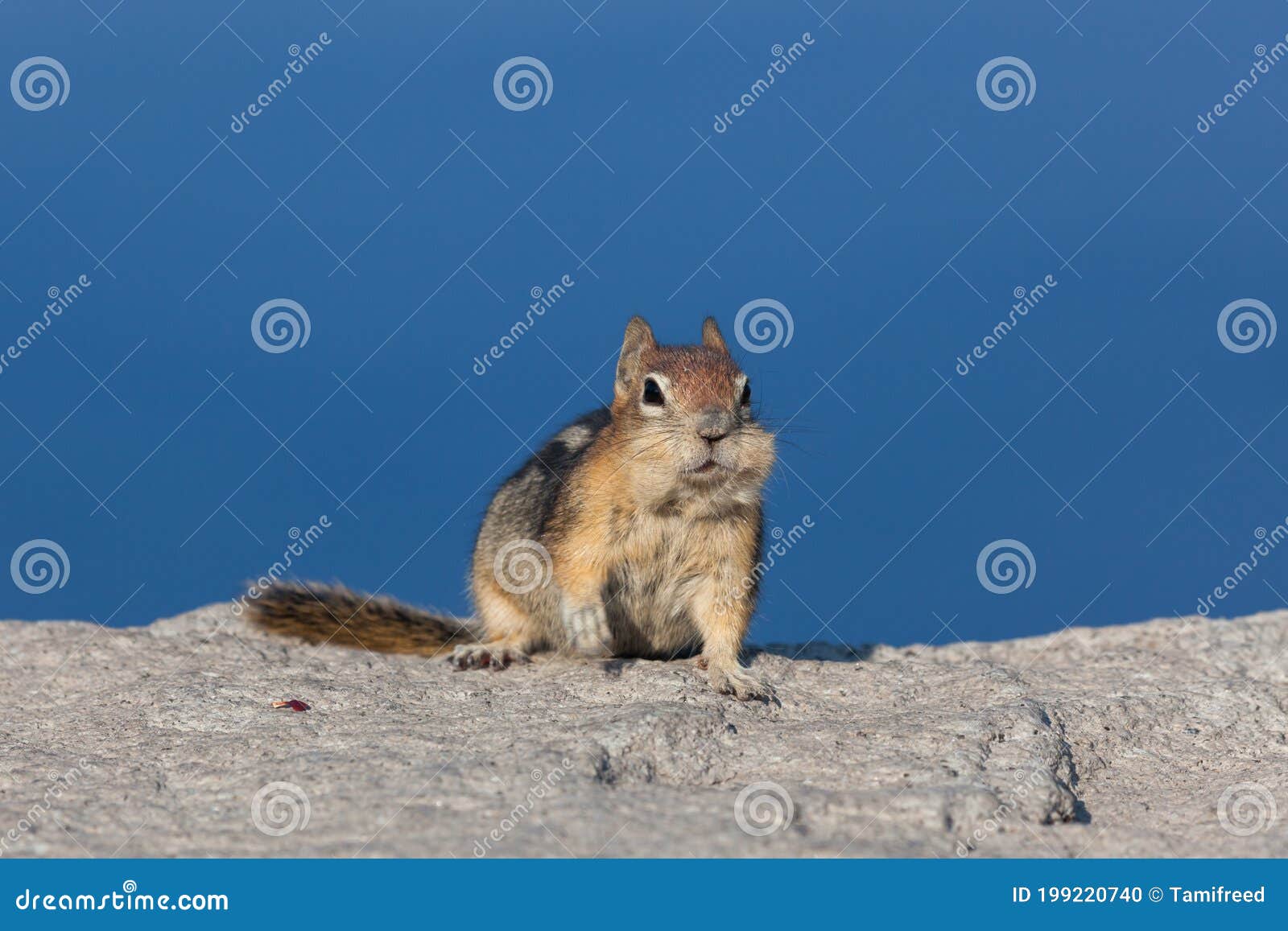 Chipmunk with Full Cheeks Sitting on a Rock Stock Photo - Image of ...
