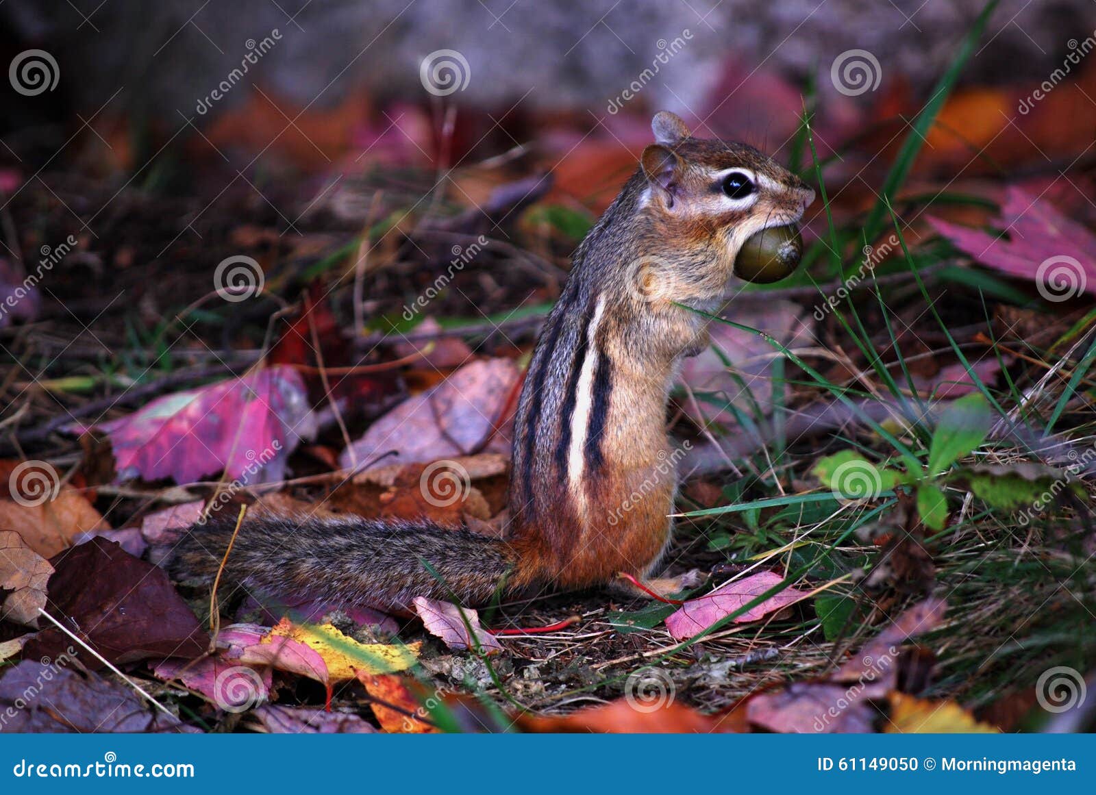 Chipmunk stock photo. Image of cute, brown, chipmunk - 61149050
