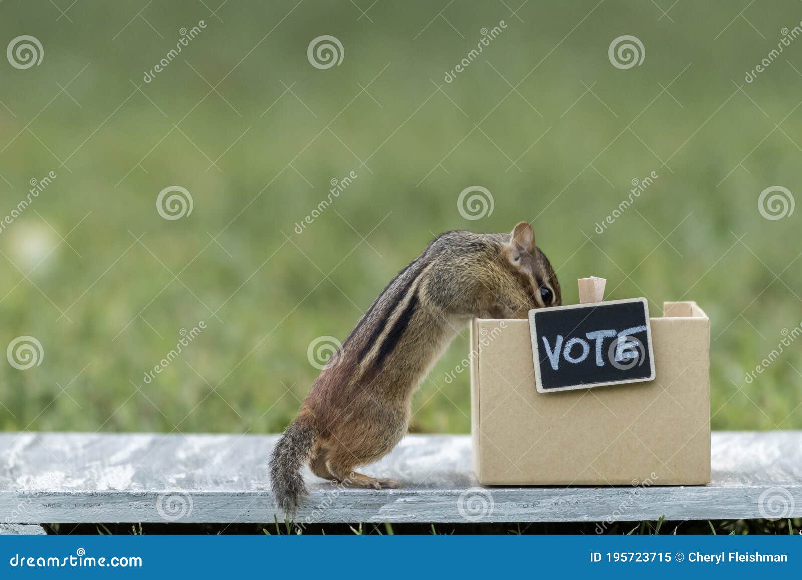 Chipmunk Generic VOTE Booth Election Concept Peanuts for Votes Stock ...