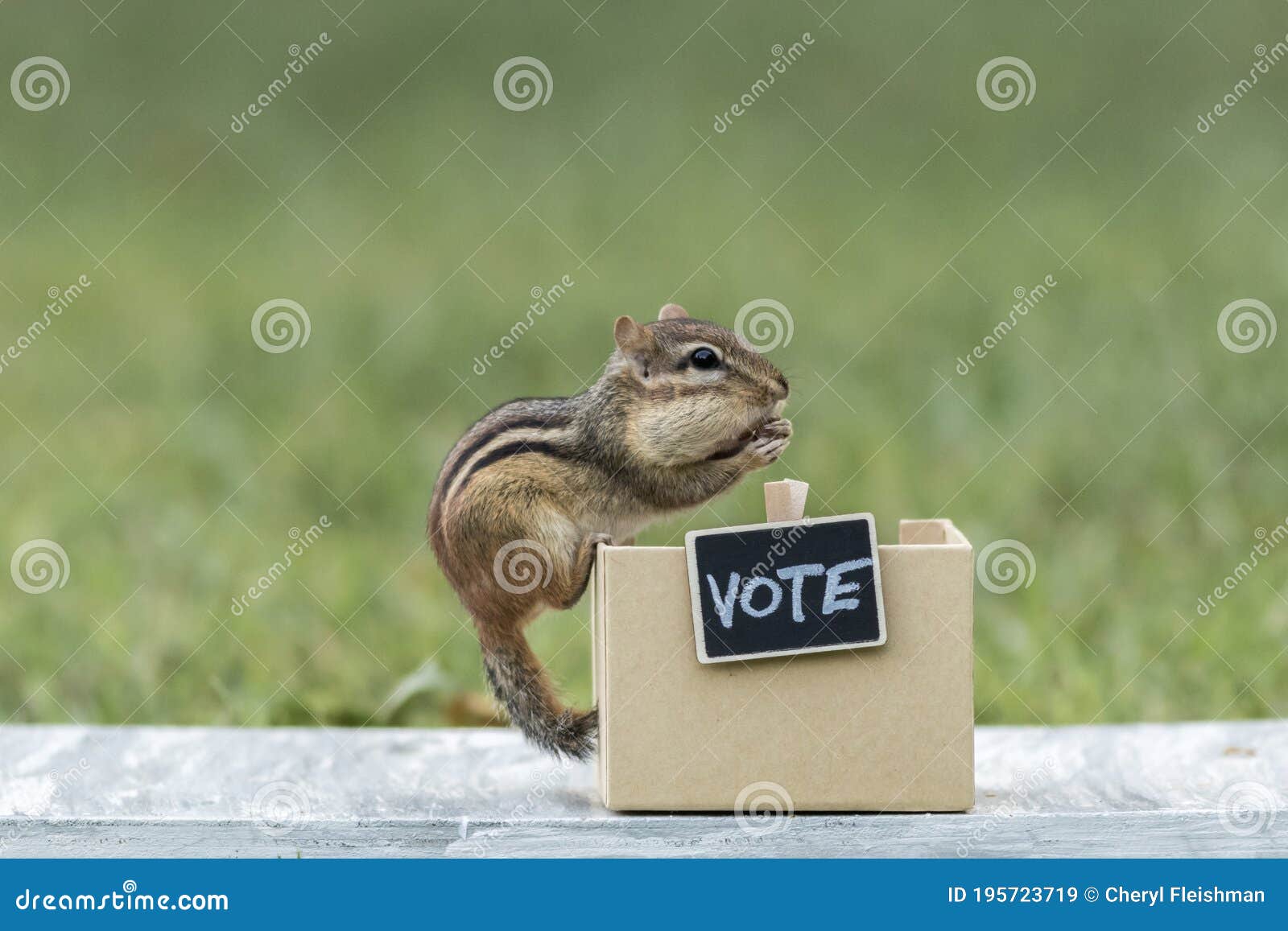 Chipmunk Generic VOTE Booth Election Concept Peanuts for Votes Stock ...