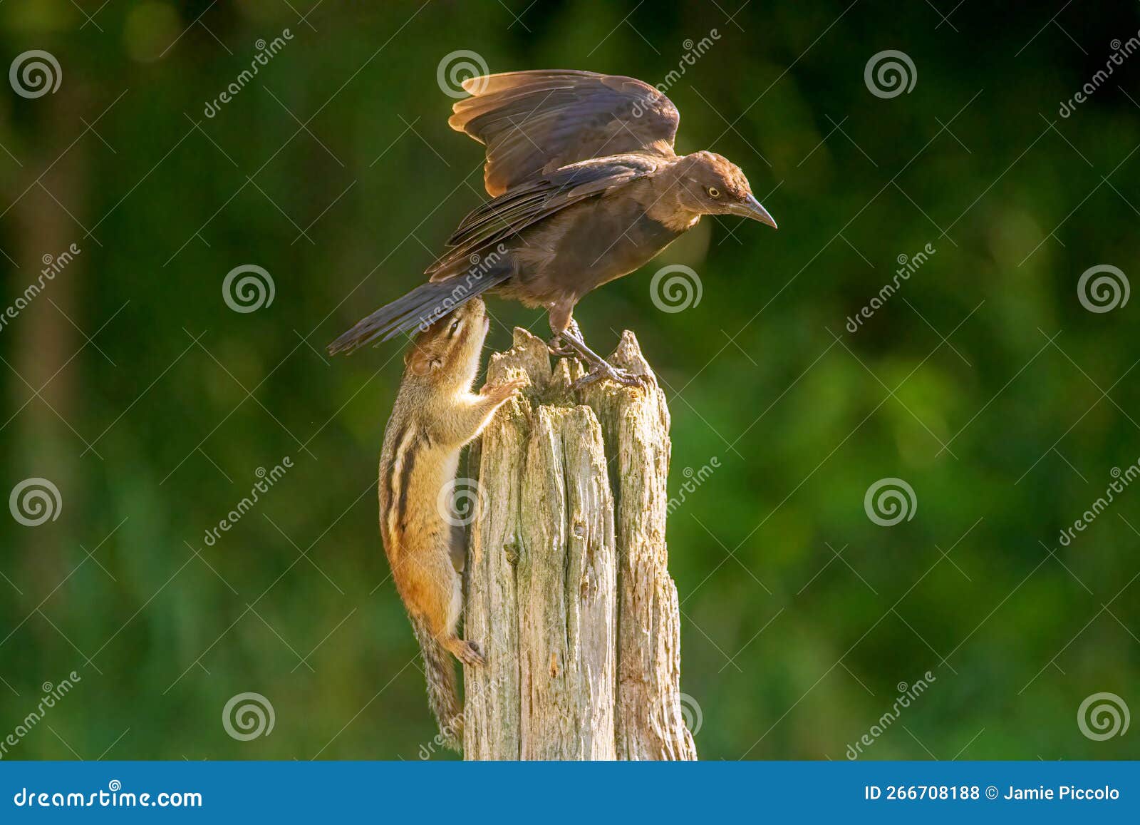 Chipmunk Getting Close To a Bird and Scaring it Stock Photo - Image of ...
