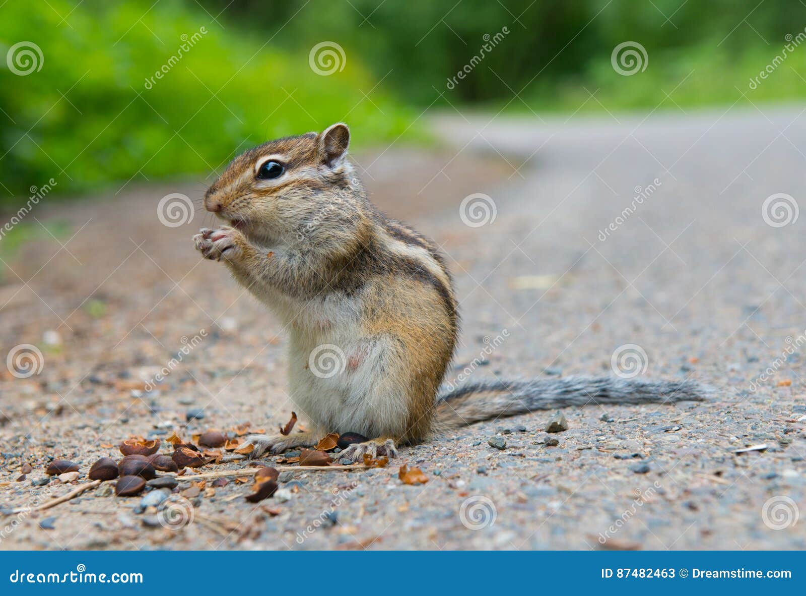 Chipmunk stock image. Image of vase, mammal, sitting - 87482463