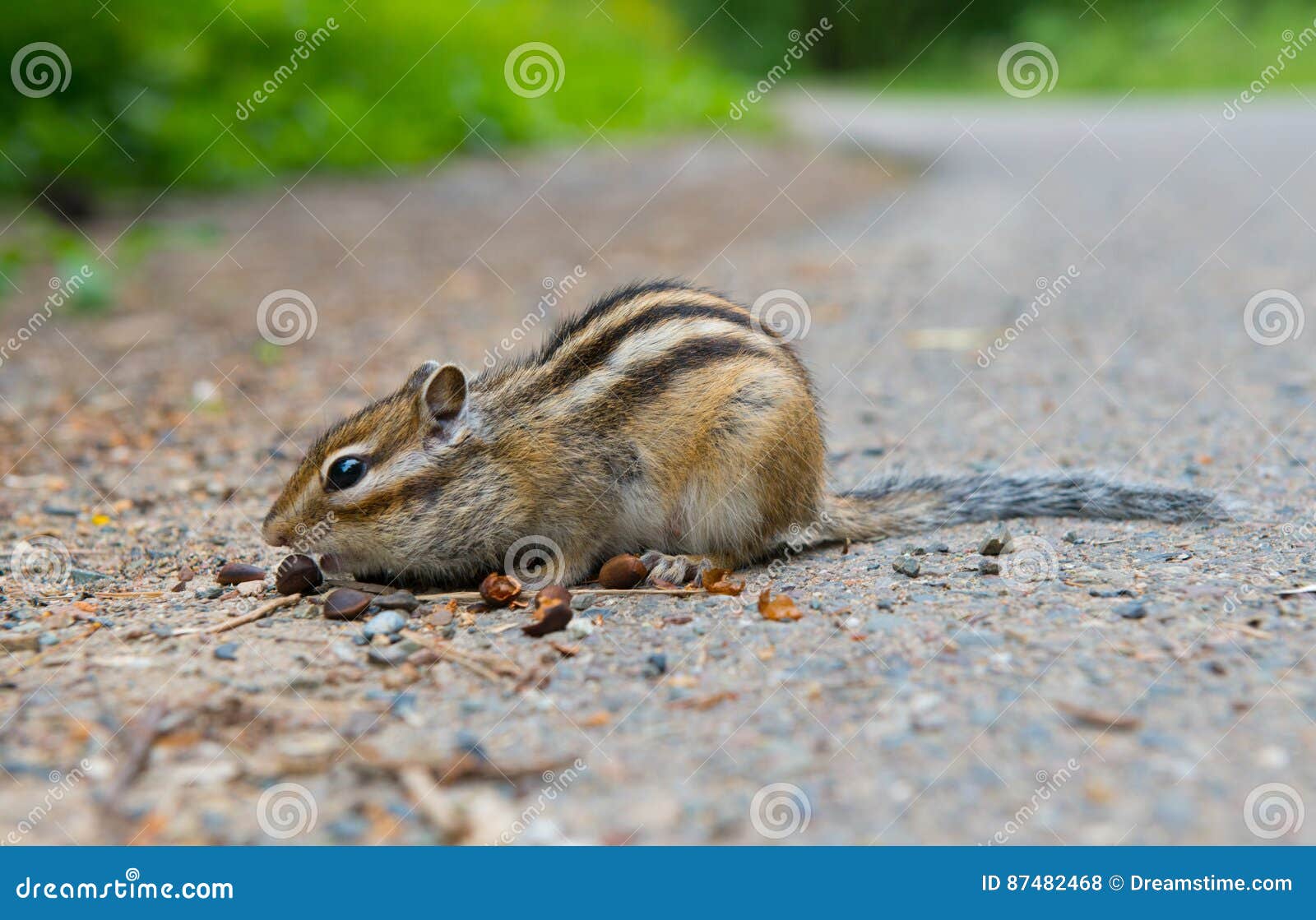 Chipmunk stock photo. Image of closeup, spring, summer - 87482468