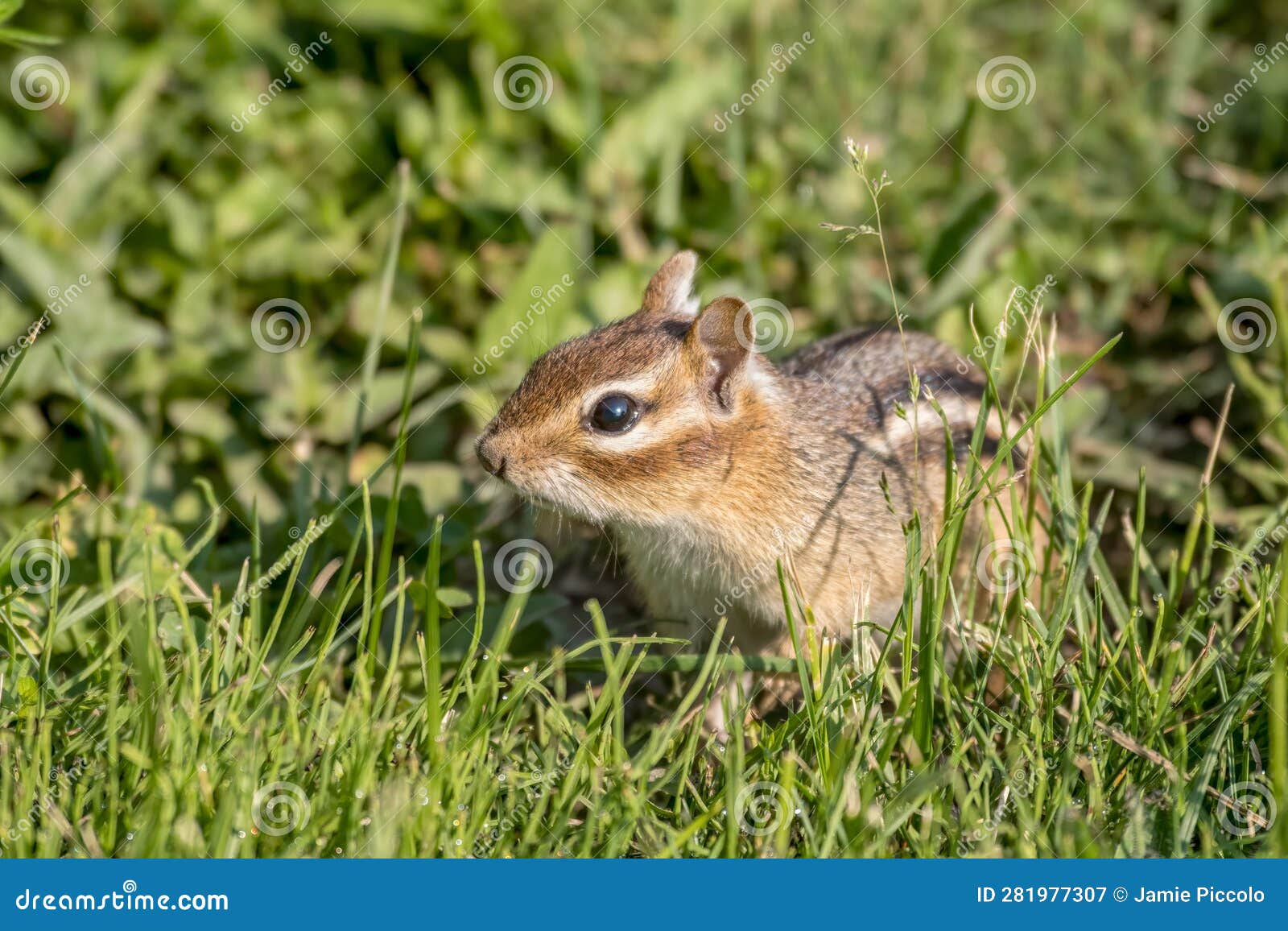 Chipmunk in the Grass in Summer As the Morning Ends Stock Image - Image ...