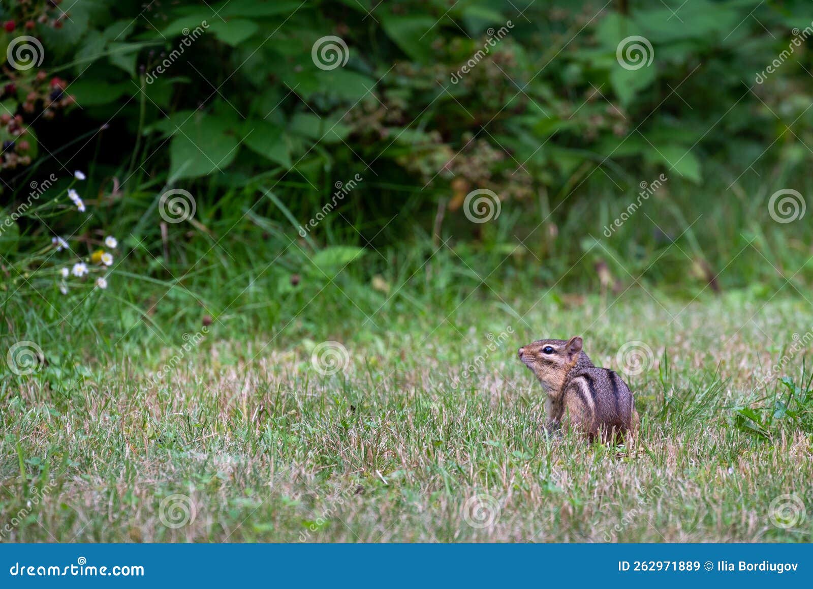 Chipmunk in the Grass in Wisconsin Stock Image - Image of jungle, green ...