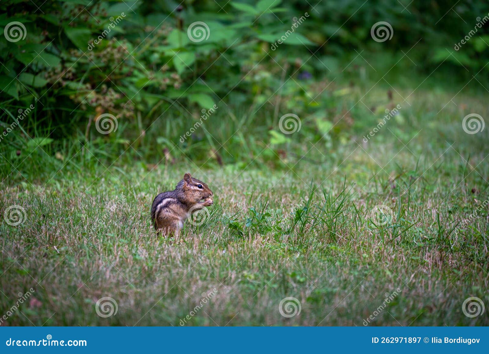 Chipmunk in the Grass in Wisconsin Stock Image - Image of woodland ...