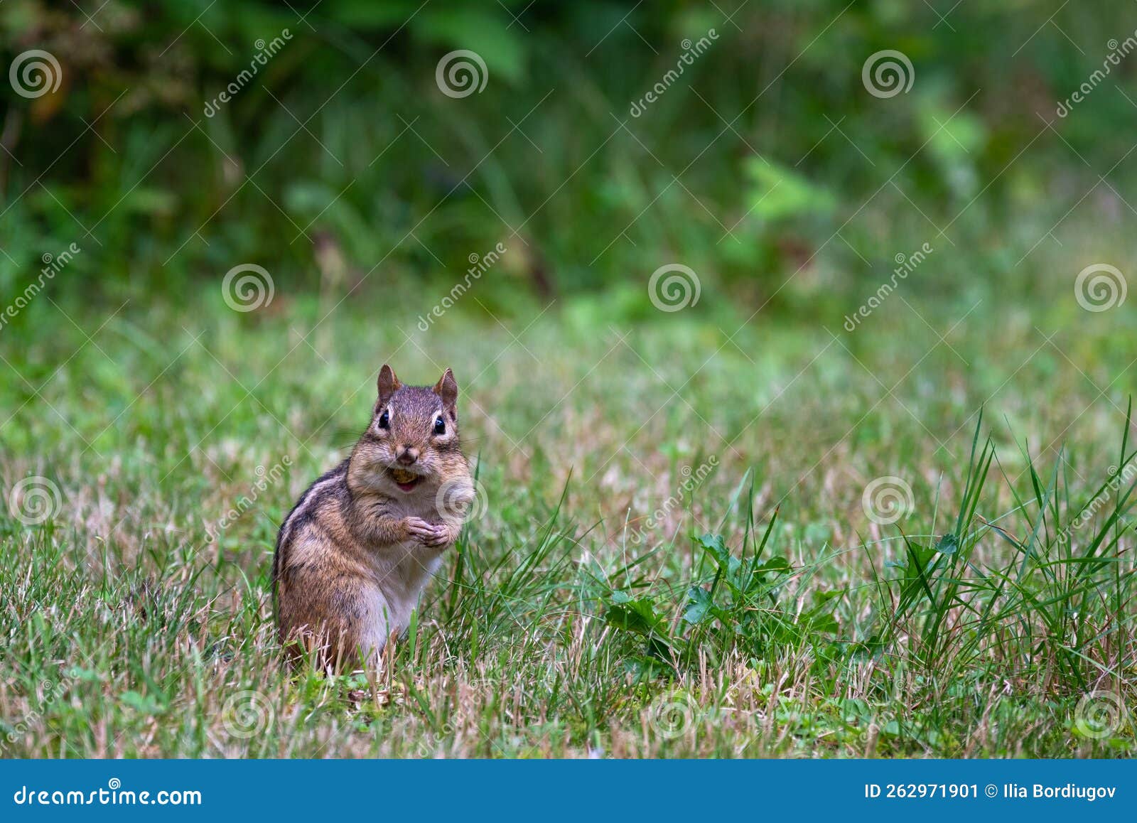 Chipmunk in the Grass in Wisconsin Stock Image - Image of meadow ...