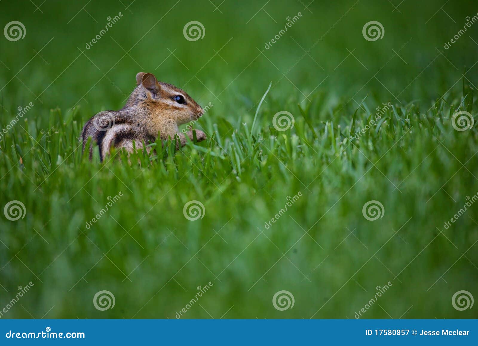 Chipmunk in Green Grass stock image. Image of striped - 17580857