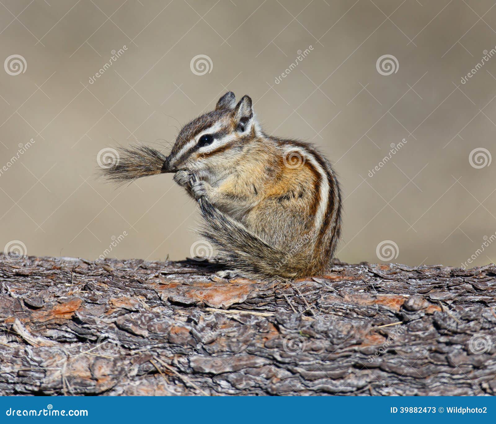 Chipmunk grooming tail stock image. Image of wild, chipmunk - 39882473