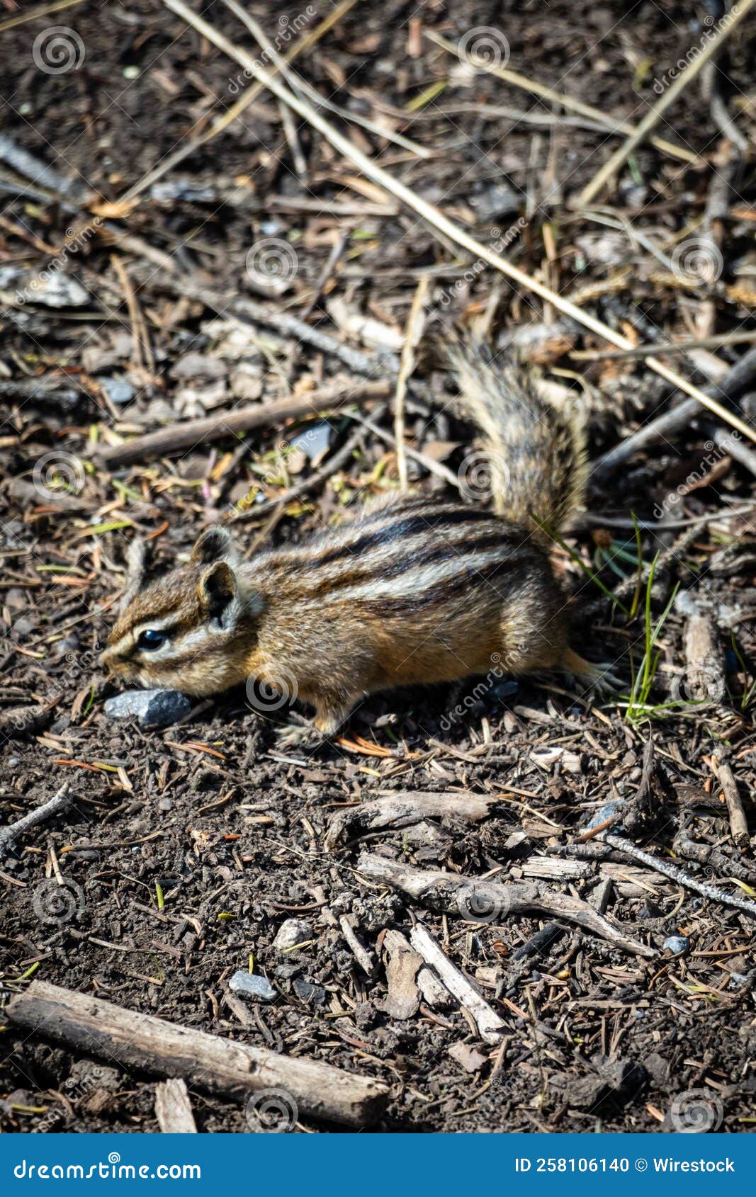 Chipmunk on the ground stock photo. Image of curious - 258106140