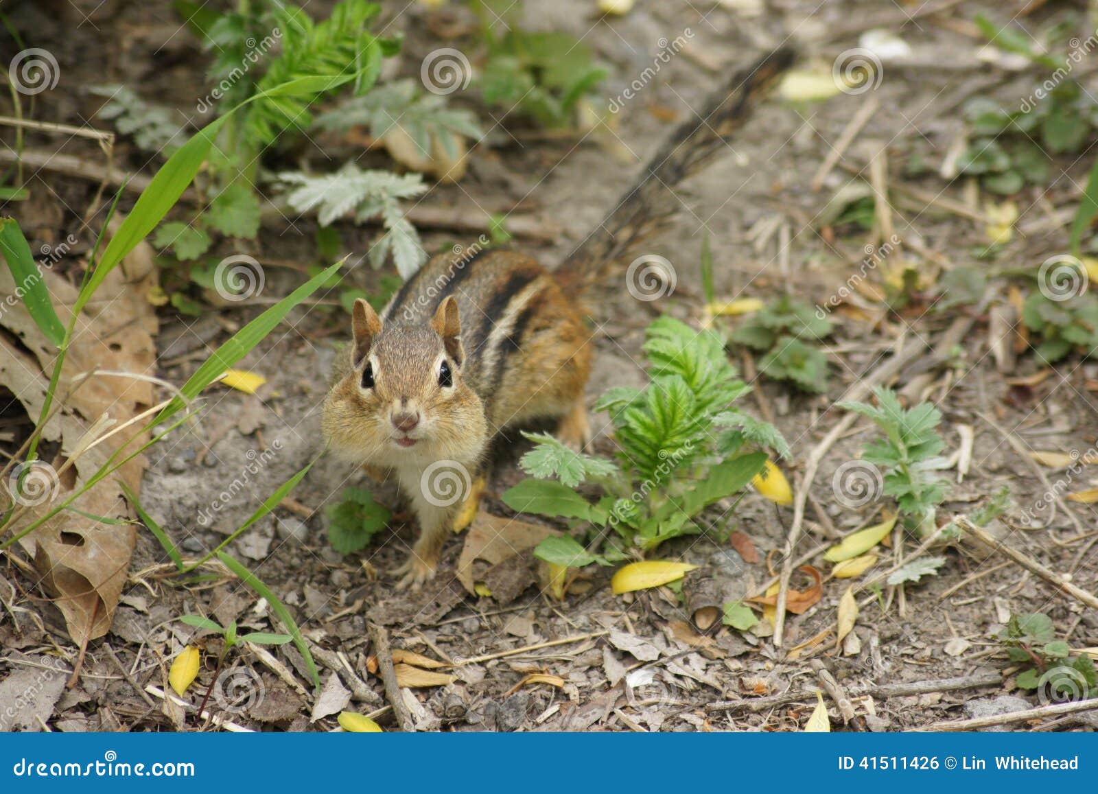 Chipmunk on Ground with Full Cheeks. Stock Photo - Image of close, tree ...