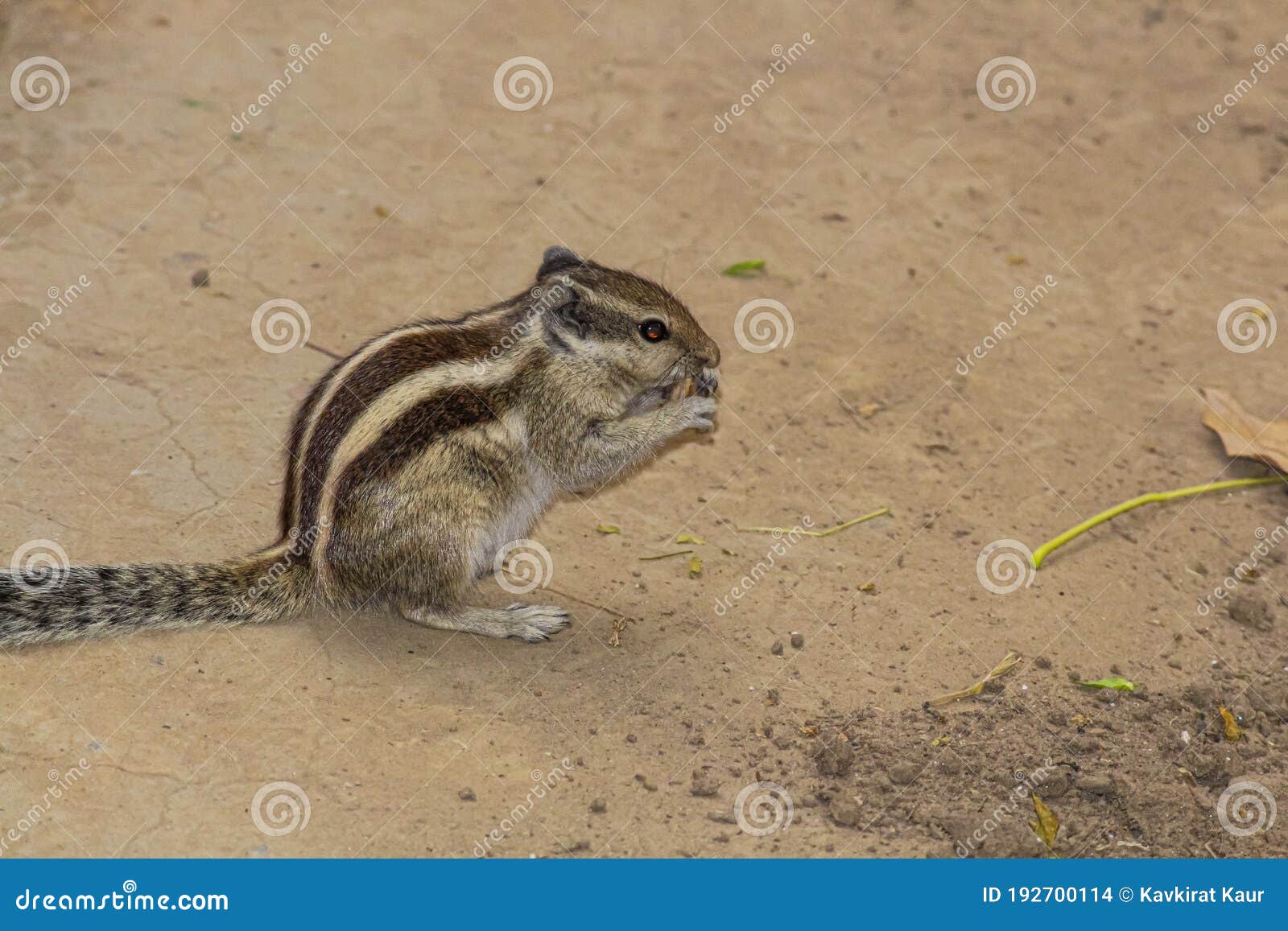 Chipmunk on the ground stock photo. Image of wild, small - 192700114