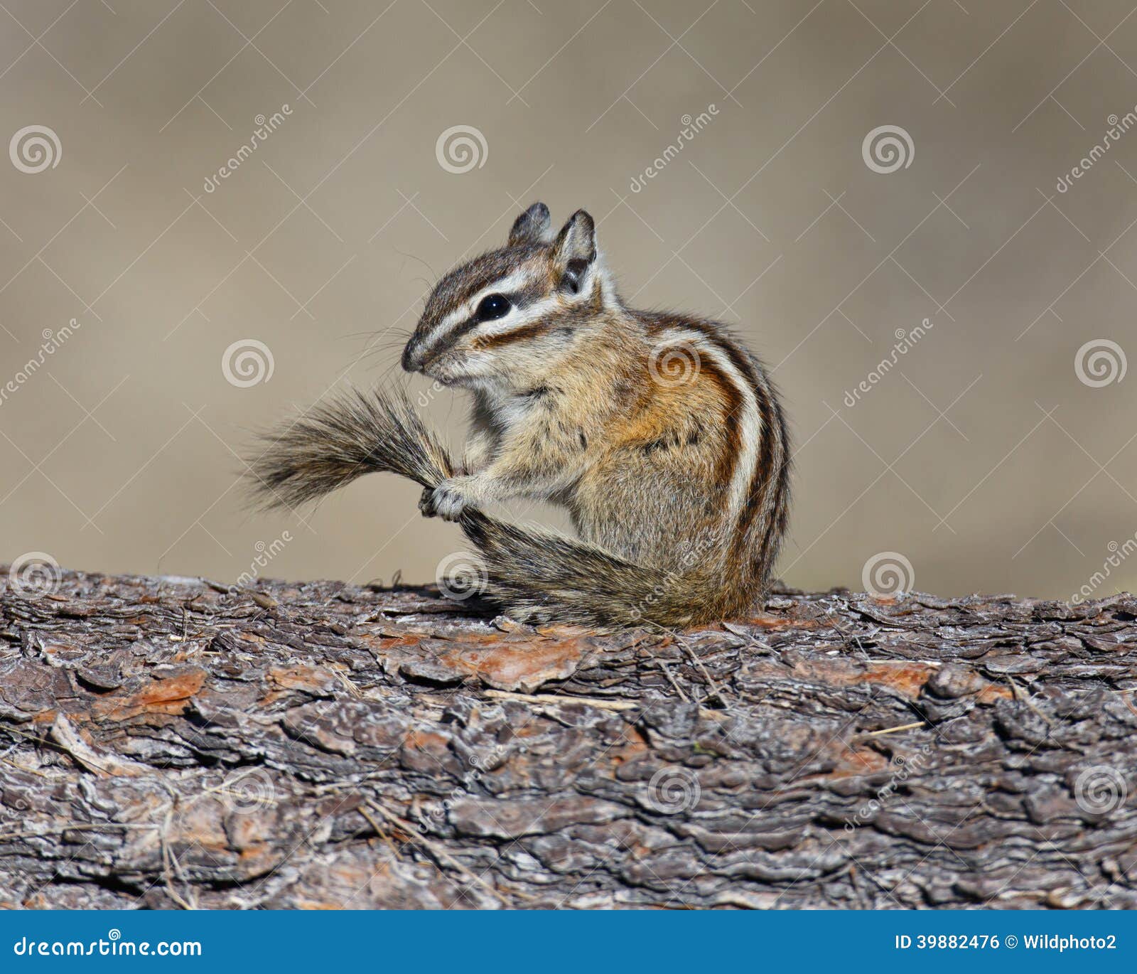 Chipmunk holding tail stock photo. Image of chipmunk - 39882476