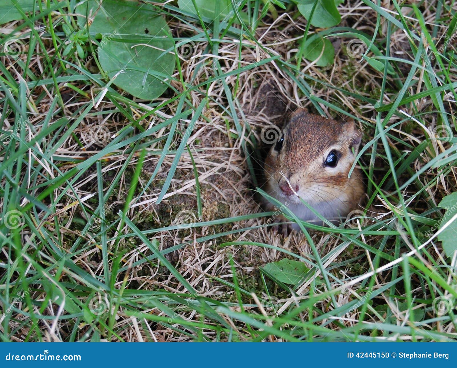 Chipmunk Hole stock photo. Image of furry, nature, home - 42445150