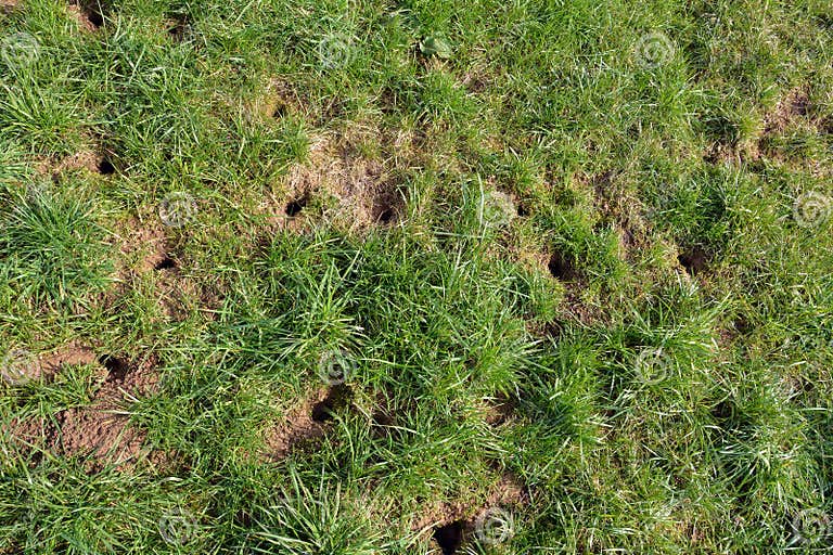 Chipmunk holes stock image. Image of lawn, hole, yard - 48249793