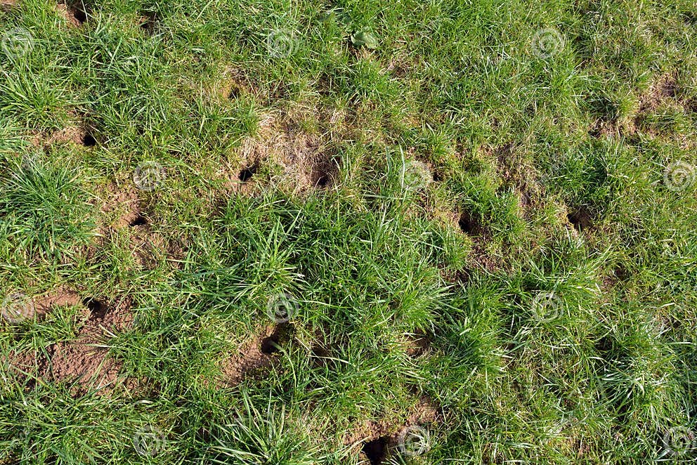 Chipmunk holes stock image. Image of lawn, hole, yard - 48249793