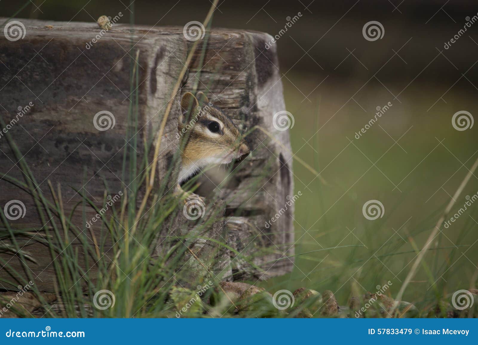 Chipmunk in hollow log stock image. Image of cheeks, tail - 57833479